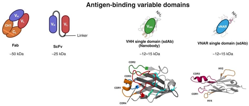 鲨鱼抗体vNAR | 靶向胞内溶酶体蛋白酶CTSS的新策略 - 知乎