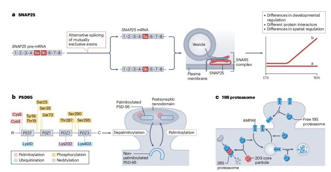 Nat Rev Neurosci最新综述：全面理解突触的分子多样性 - 知乎