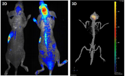 IVIS 活体光学成像技术概述 - 知乎