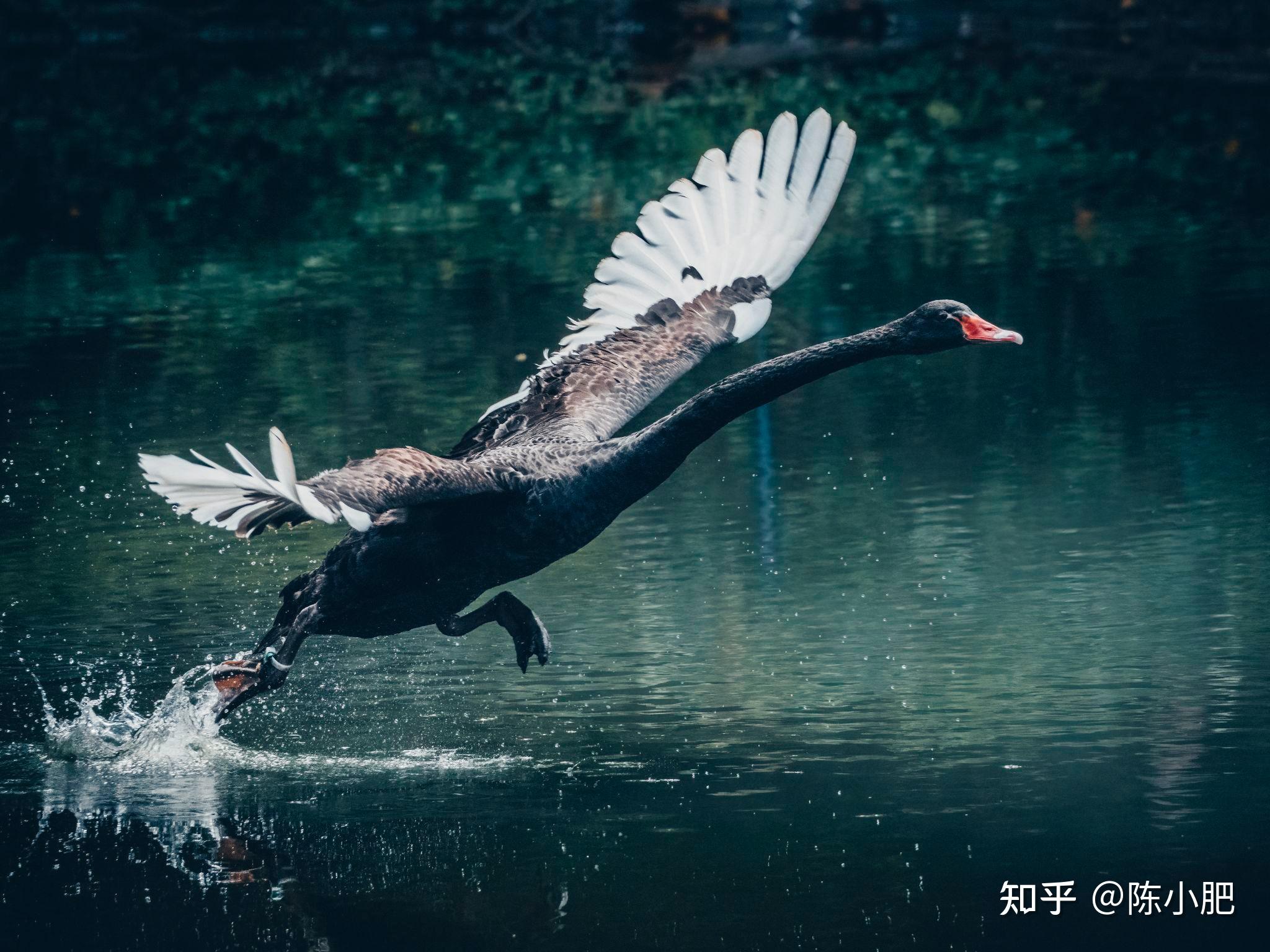 骁勇轻骑——奥林巴斯75-300 ii使用体验 - 知乎