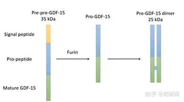 GDF15崛起：能否成为继PD-1、GLP-1之后的“超级靶点”？ - 知乎