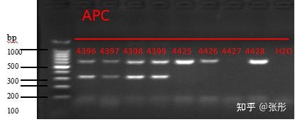 APC-Min小鼠｜肠道肿瘤小鼠模型（结直肠癌模型） - 知乎