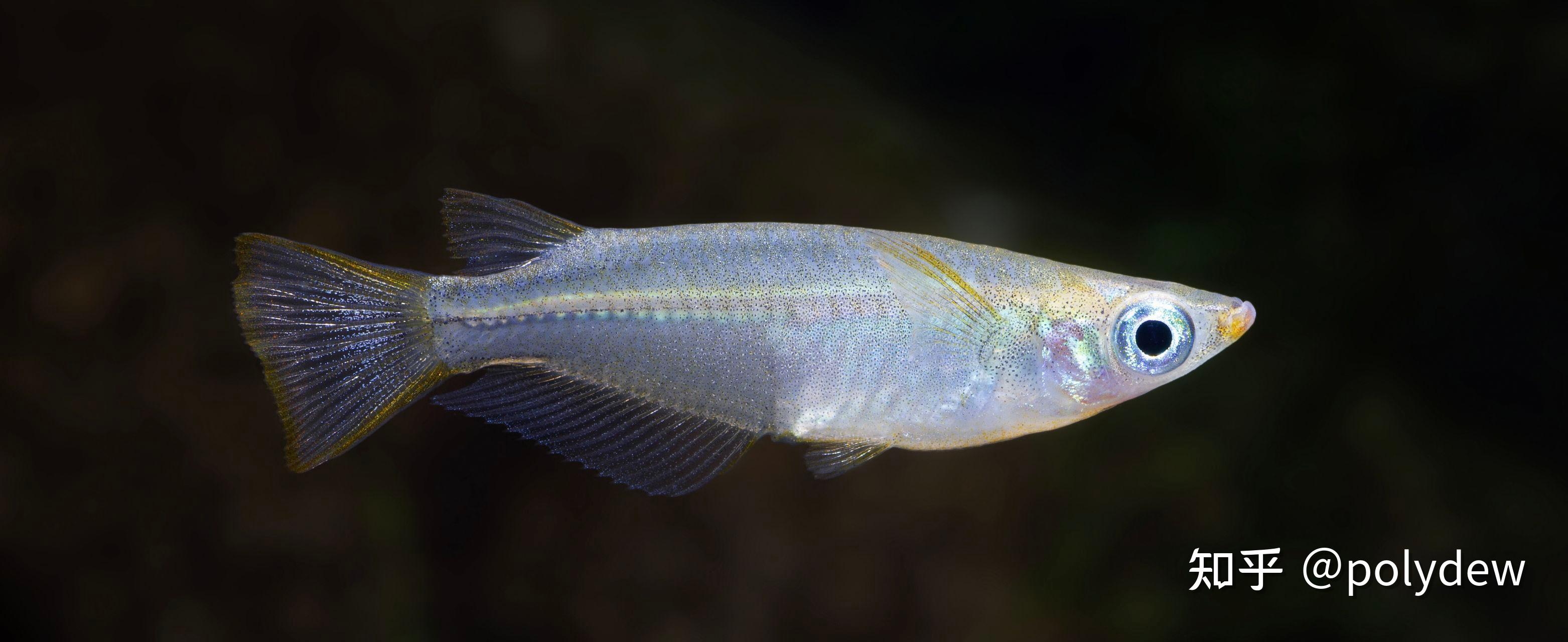 什么鱼在海水和淡水中都能正常生活繁殖？ - 知乎