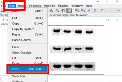 Image J定量分析WB灰度值 - 知乎