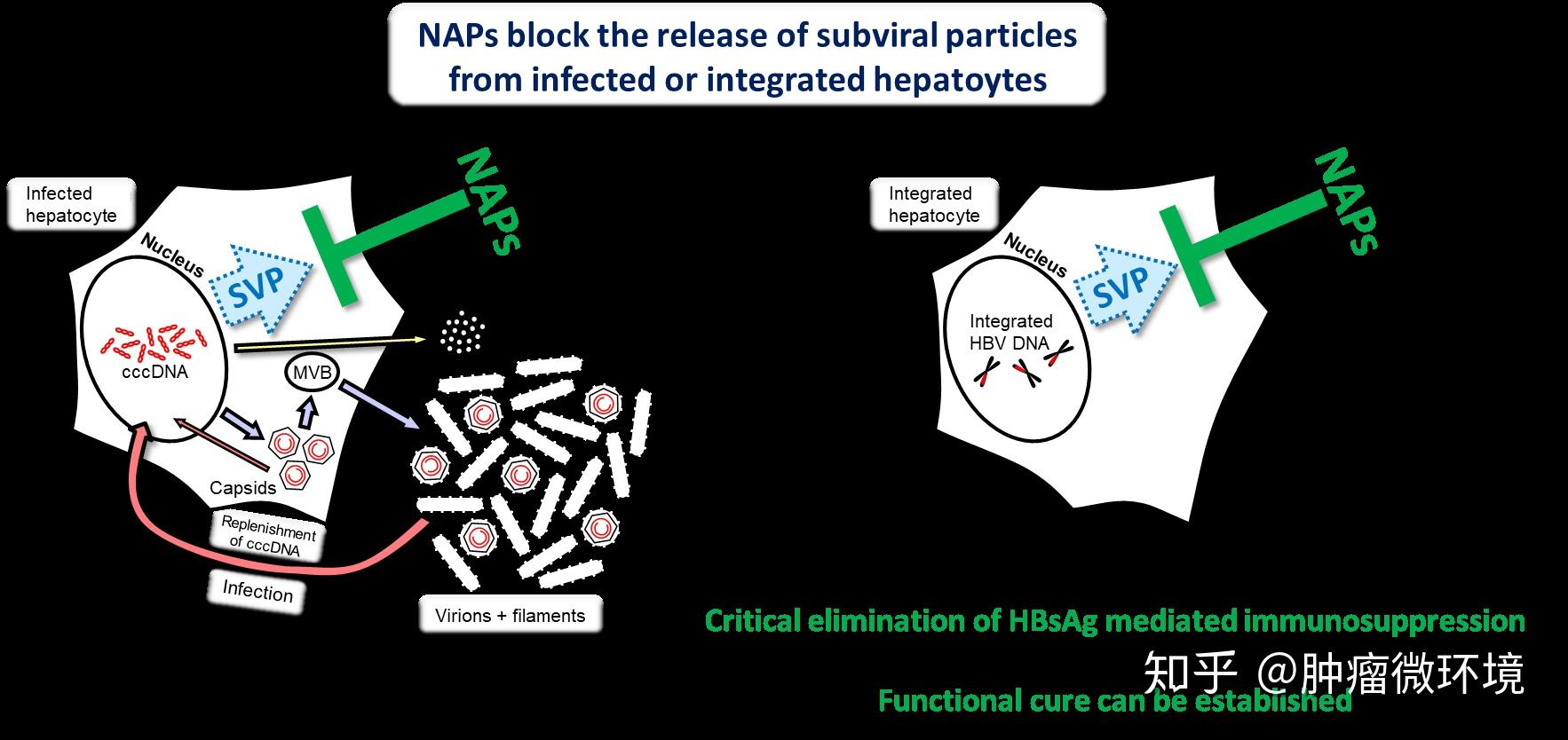 慢乙肝治疗新动向--66%的抗原转阴--REP 2139 - 知乎