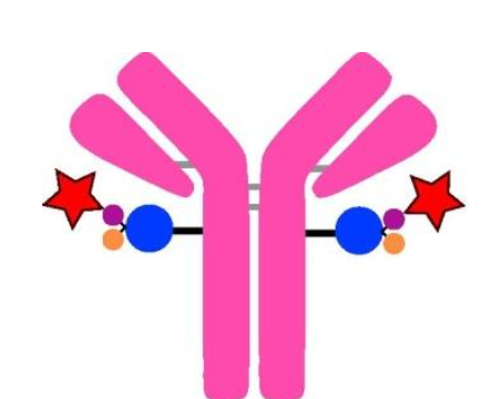 均相多载荷抗体偶联物（Homogeneous multi-payload antibody–drug conjugates） - 知乎