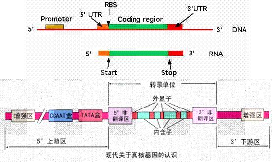基因序列中的一些名词区别（CDS、Exon、Intron、UTR、ORF、启动子、TF等） - 知乎