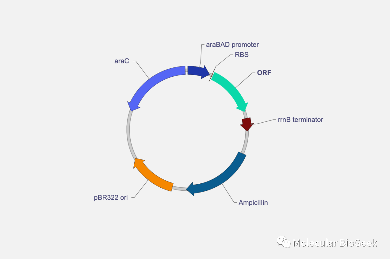 pBAD并不“坏”：毒性蛋白表达的好选择 - 知乎