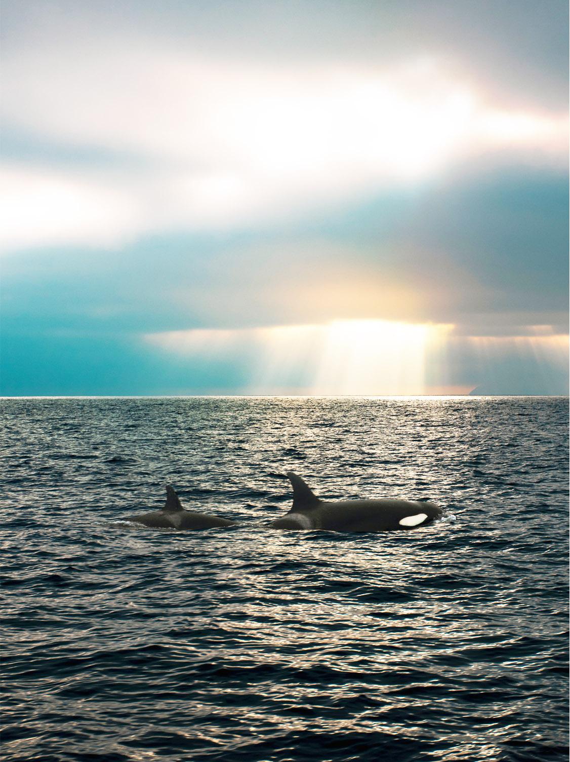 🐳大岛观鲸攻略 ！ - 知乎