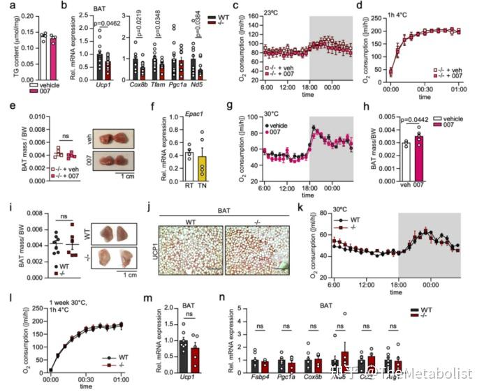 代谢学人--NCB: “热辣滚烫”的秘密：唤醒脂肪EPAC1 - 知乎