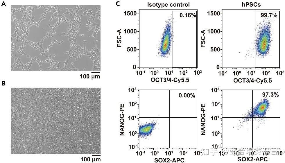 STAR Protoc.：hPSC胰腺类器官培养方法——早期胰腺研究新工具 - 知乎
