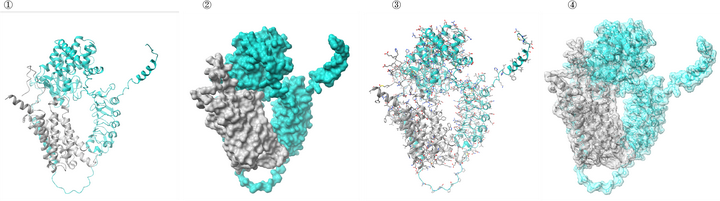 超实用！用ChimeraX对AlphaFold 结果可视化（中）: 蛋白结构美化篇 - 知乎
