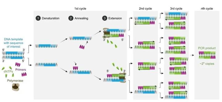 一文搞懂 PCR、qPCR、RT-PCR、RT-qPCR 及优缺点 - 知乎