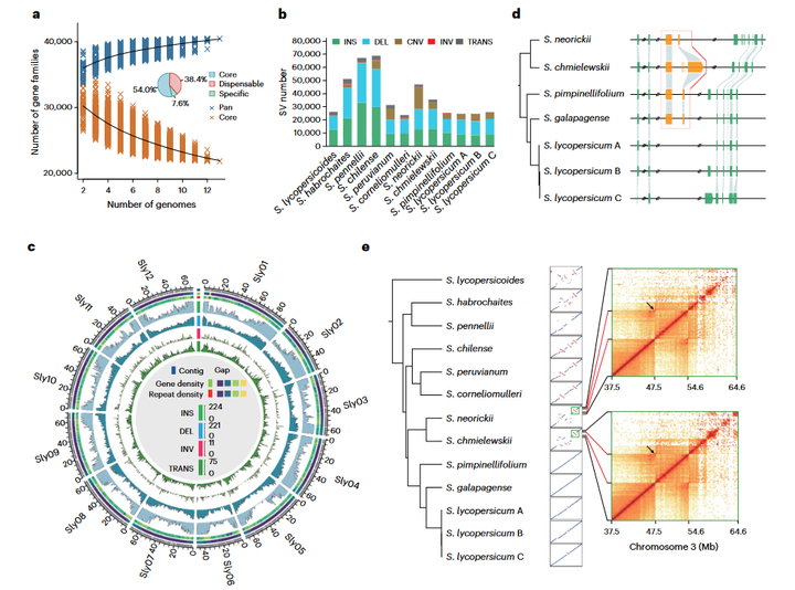 跟着Nature Genetics学做图｜展示番茄泛基因组和核心基因组大小的模型 - 知乎