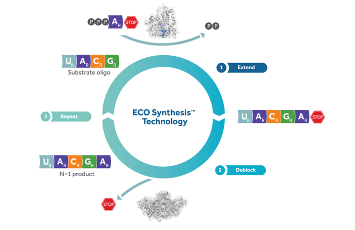 Codexis推出siRNA的酶促合成技术 - 知乎