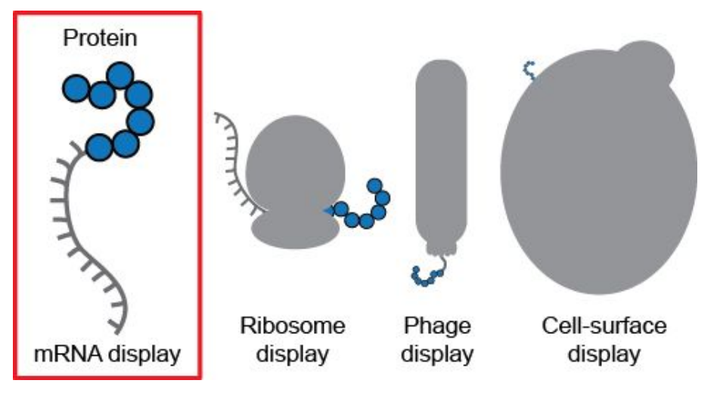 展示技术之mRNA Display（1） - 知乎
