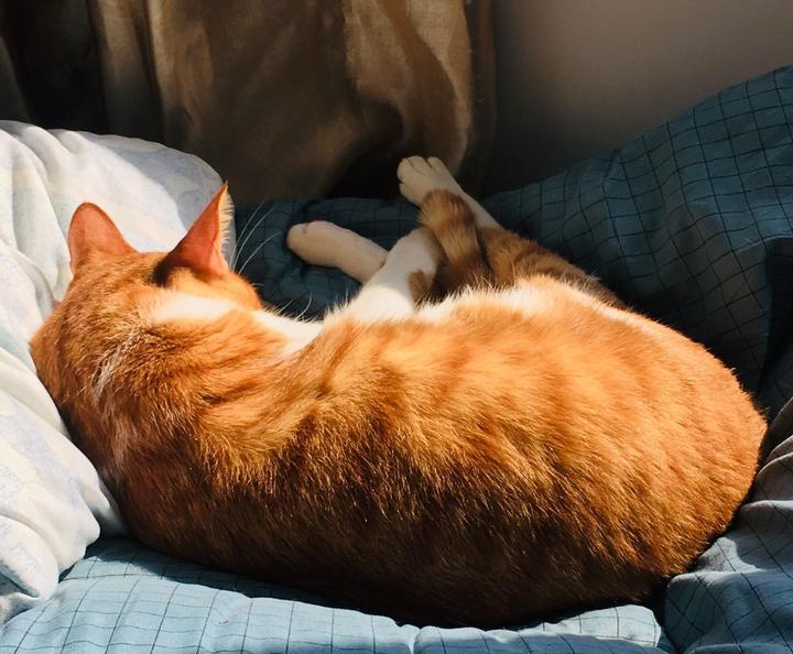 Python 使用 backoff 更优雅的实现轮询 - 知乎