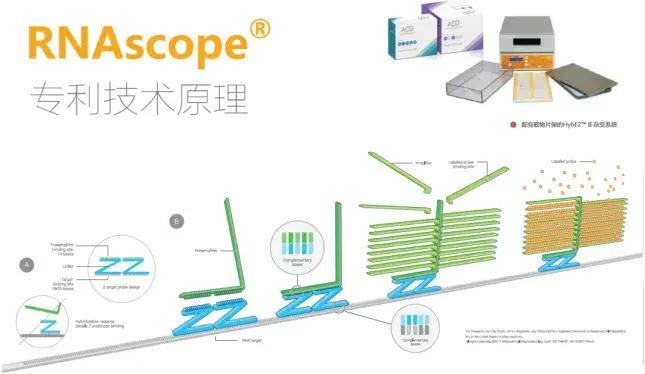 【病理专题】RNAscope技术介绍及应用 - 知乎