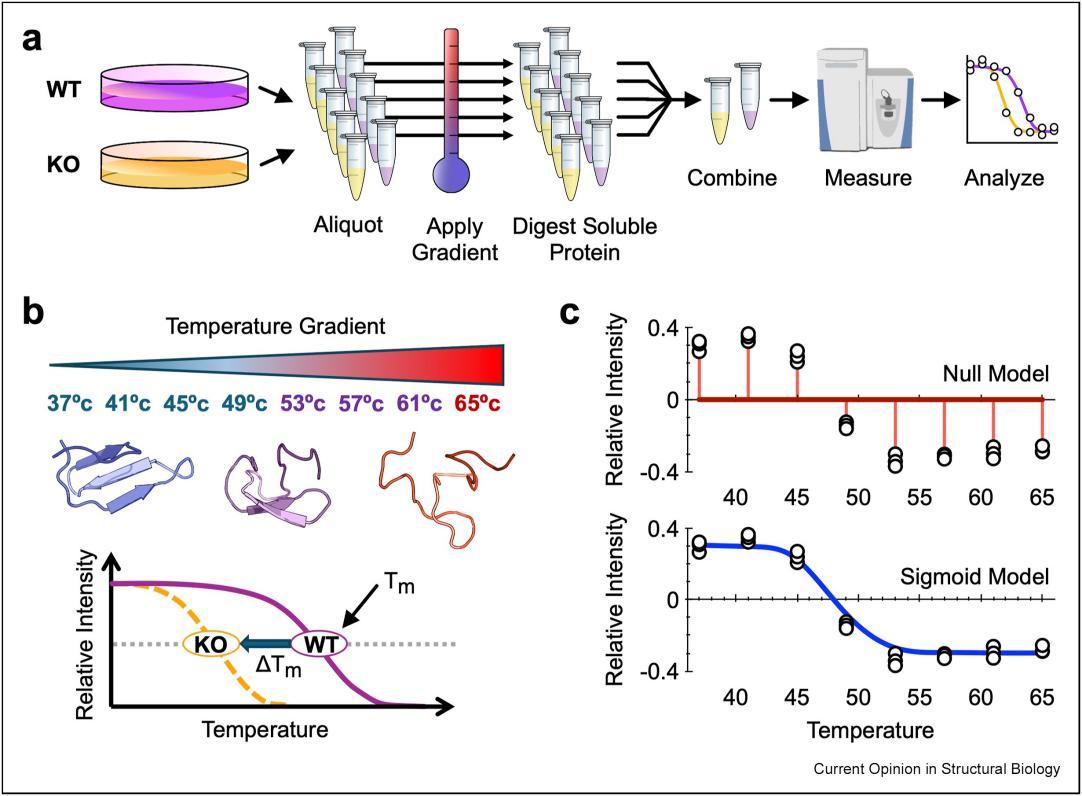 热蛋白质组分析（TPP）：解锁蛋白质相互作用的全新视角 - 知乎