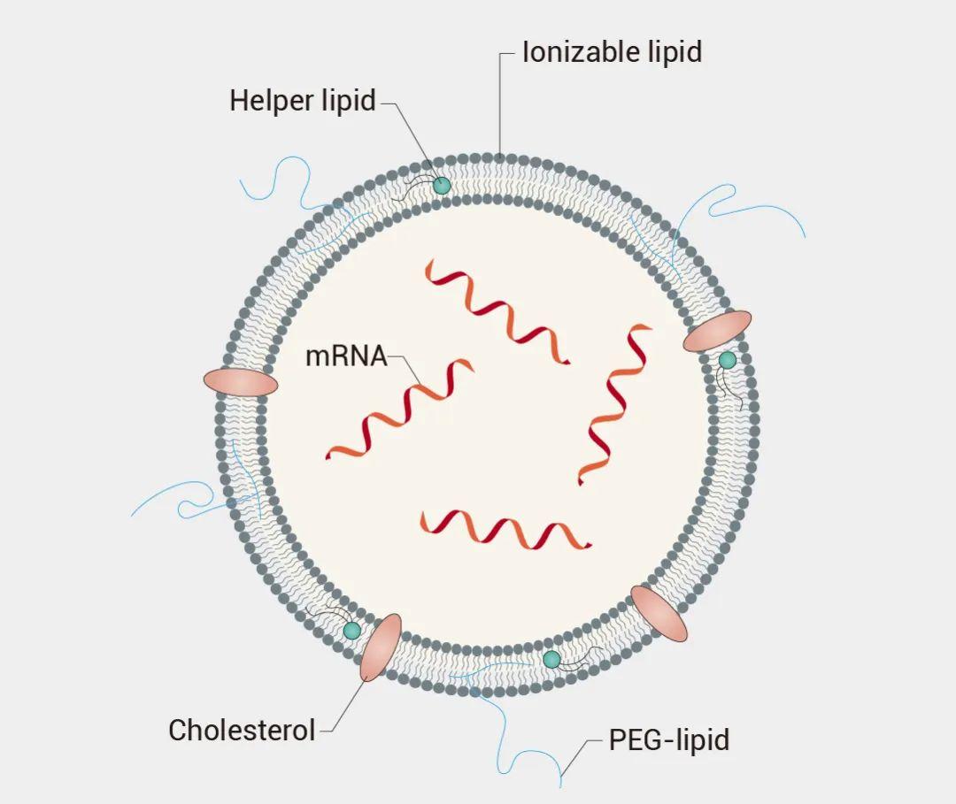 药物递送之脂质纳米颗粒 | MedChemExpress - 知乎