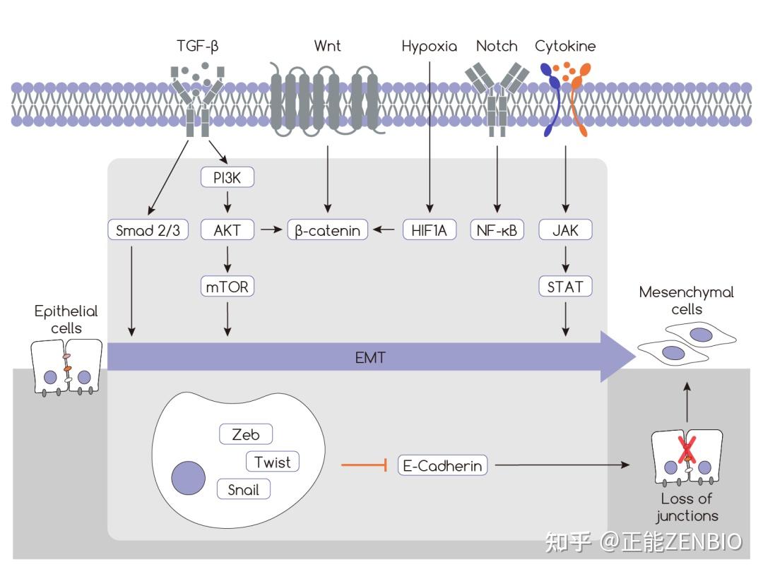 Cadherin蛋白家族：E-Cadherin - 知乎