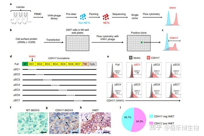 CDH17 CDH17在实体瘤免疫治疗中的靶点优势与成药潜力分析：胃肠道癌症和NETs的新突破 - 知乎