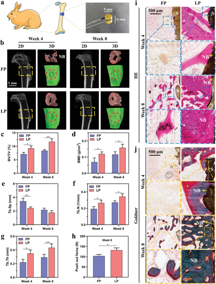 大连化物所周光远教授团队利用SUNP BP11低温沉积3D打印含多级孔隙结构且可促进生物矿化的聚芳醚酮骨组织工程支架 - 知乎