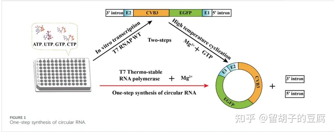 耐高温T7 RNA 聚合酶仅凭一步IVT反应高效合成circRNA - 知乎