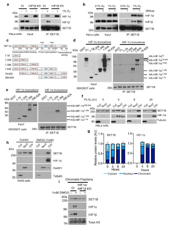 Nature Genet|缺氧诱导因子HIF复合体招募组蛋白甲基转移酶SET1B激活缺氧诱导基因 - 知乎