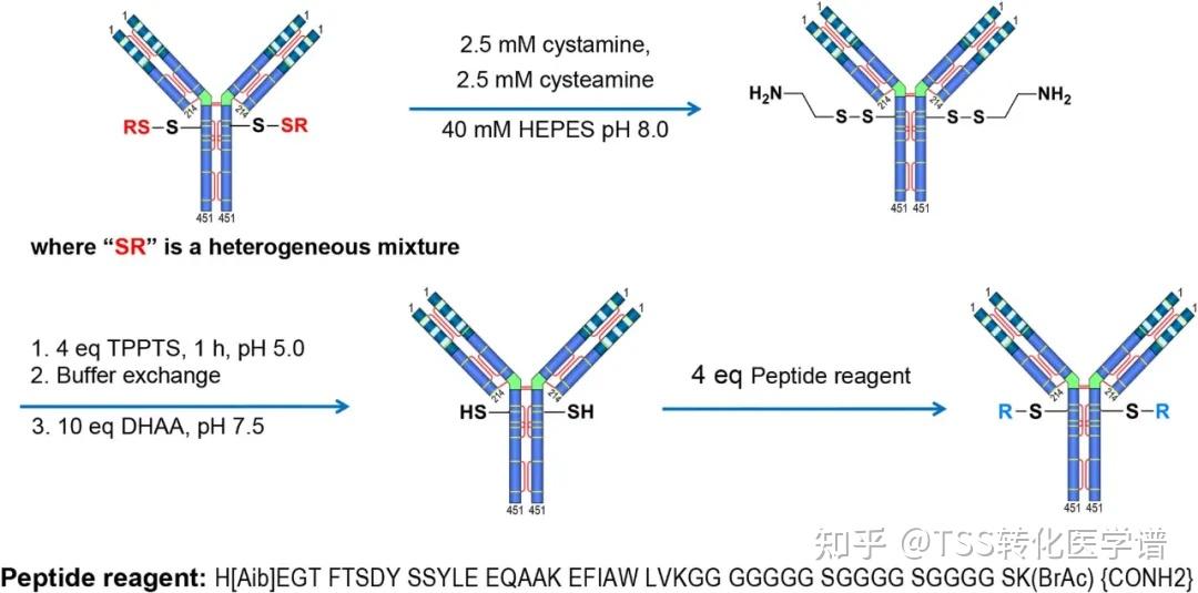 【Nature Metabolism】安进的首创抗体多肽偶联的减肥药物，仅需三针即显示出长期减肥效果 - 知乎