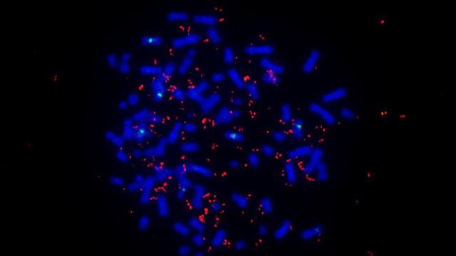 染色体外DNA（ecDNA）简介 - 知乎