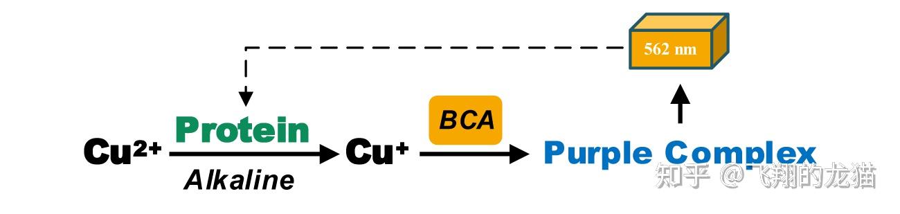 BCA测蛋白浓度的试剂A具体组分是什么？ - 知乎
