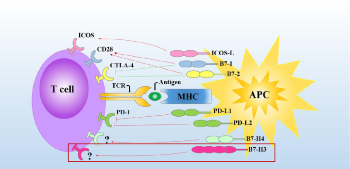 肿瘤免疫靶点 | B7-H3 - 知乎