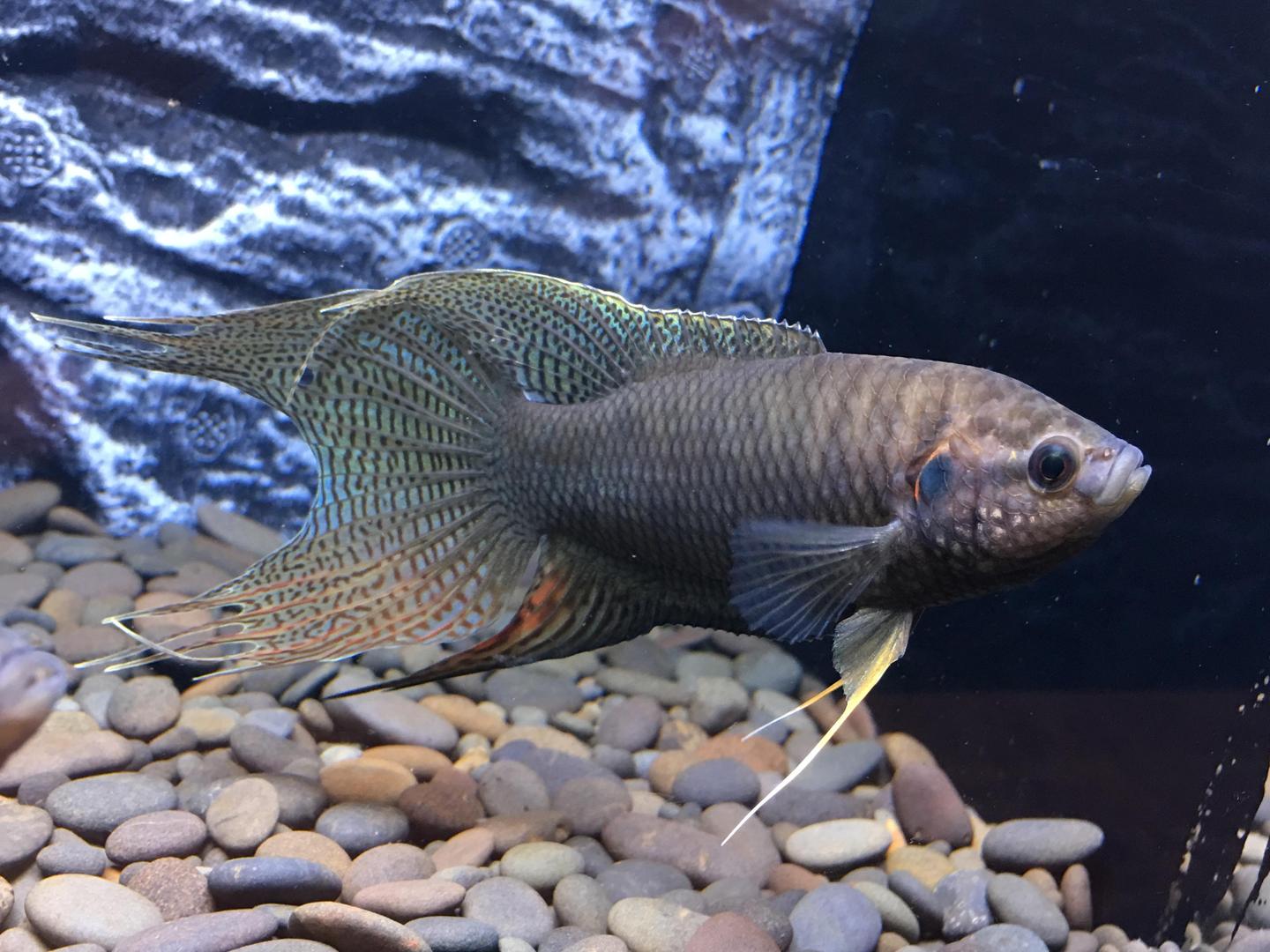 中国斗鱼怎么养？这2点做到位就行，其他的不用操心 - 知乎