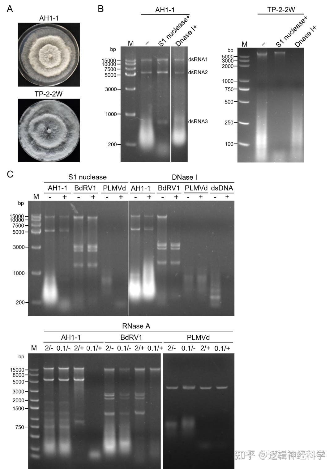 PLoS Pathog︱华中农业大学徐文兴团队在茶病原真菌内发现一种特殊的卫星RNA，拓展了已有卫星RNA的定义 - 知乎