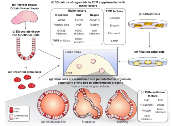 带您认识“表皮细胞生长因子”— EGF - 知乎