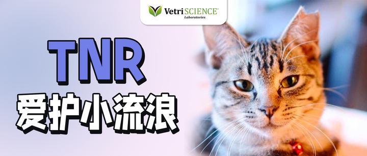 【绝育代替扑杀】捕捉-结扎-原地放回，TNR绝育计划的3大好处！ - 知乎