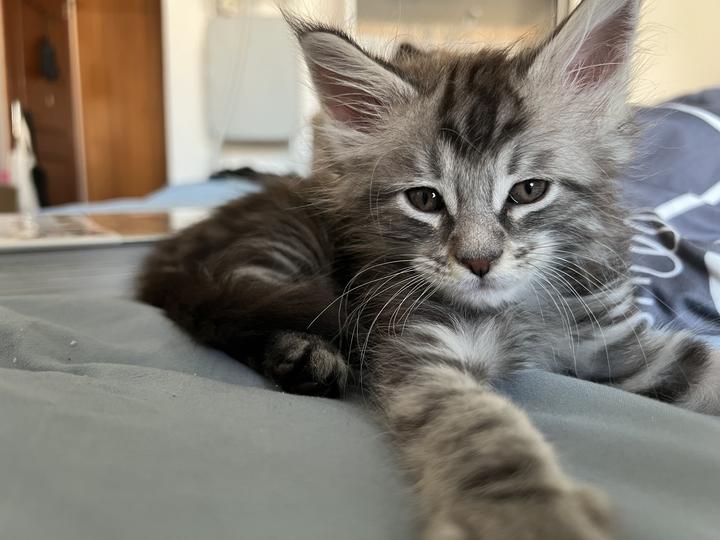 如何 从rust中调用Go的库： 以HelloWorld函数实现为例 - 知乎