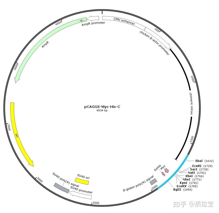 CAG启动子瞬转表达载体 - 知乎