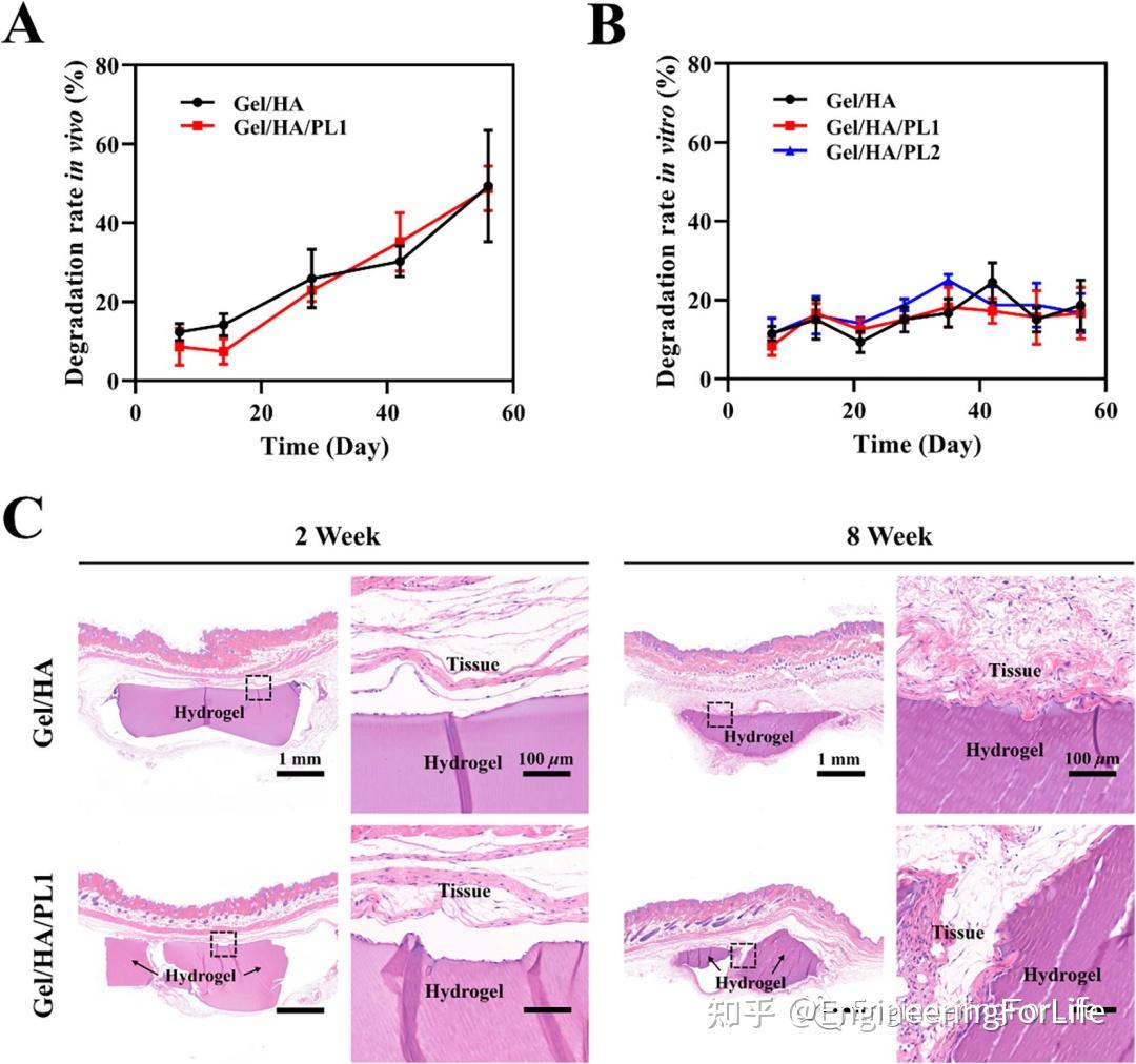 《Chem. Eng. J.》：3D打印导电脊髓仿生支架--促进神经干细胞神经元分化和脊髓修复 - 知乎
