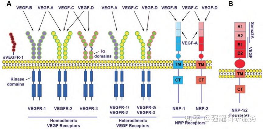 经久不衰的抗肿瘤靶点VEGF - 知乎