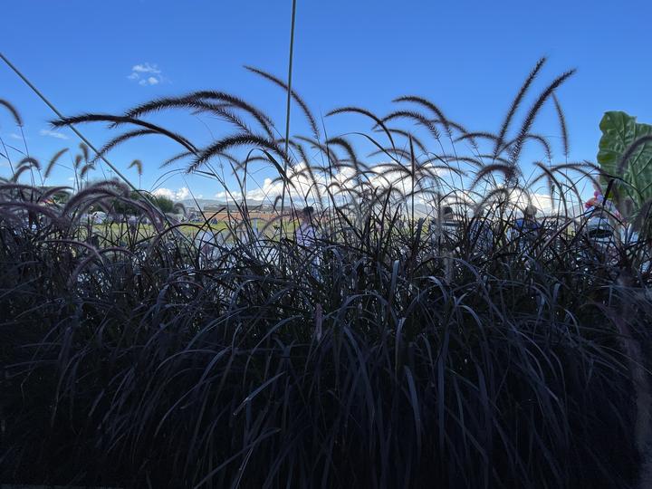 TD3算法（孪生DDPG） - 知乎