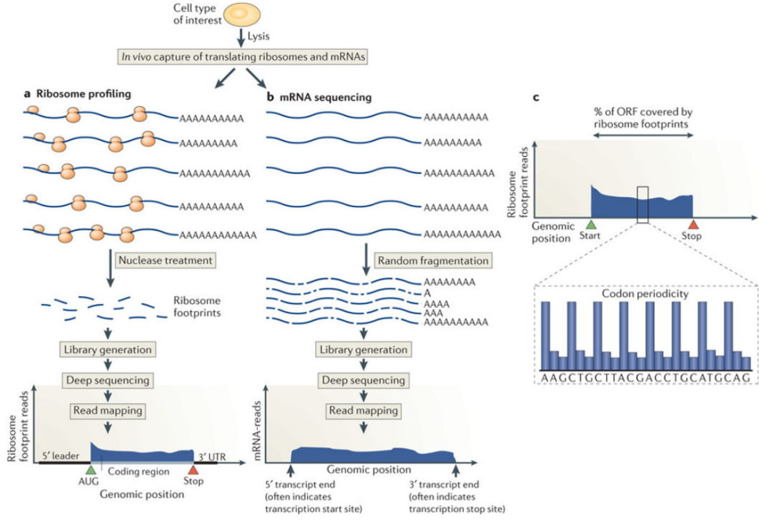 【技术应用】解密翻译过程：Ribo-seq技术的革命性发现 - 知乎
