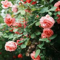 Mamba详解(五)之Mamba Block - 知乎