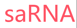 小激活saRNA设计合成，细胞转染及体内传输 - 知乎