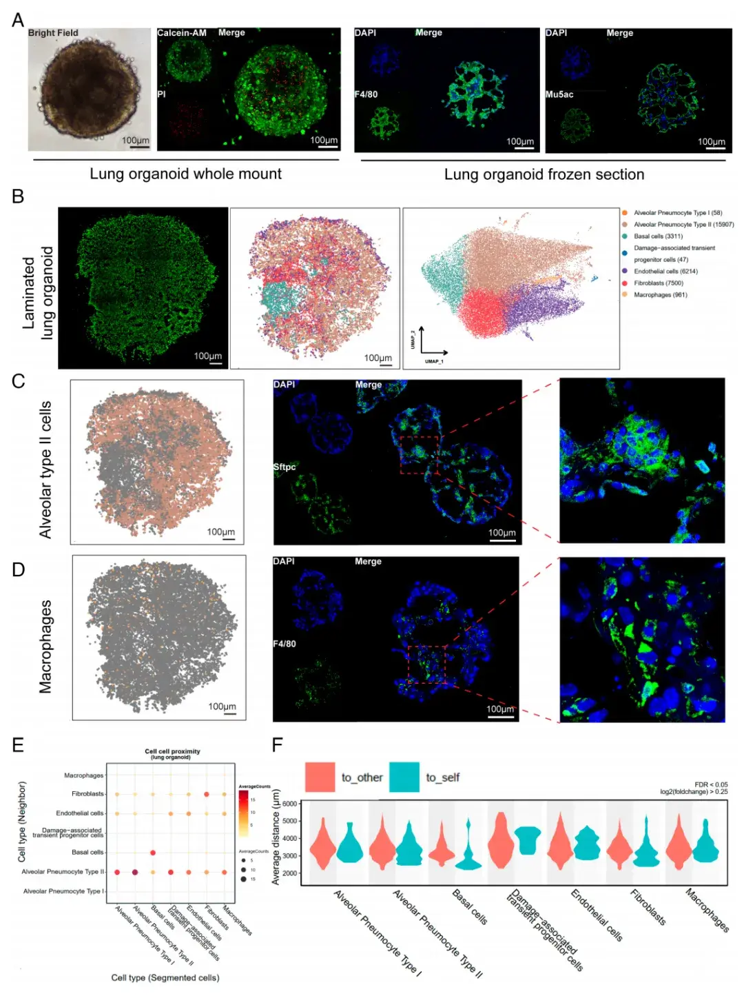 PNAS | 全球首个基于Stereo-seq构建的类器官-时空联用技术，助力精准医疗和药物开发 - 知乎
