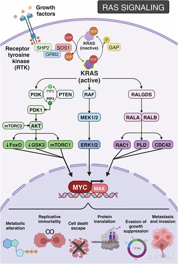 一文了解癌细胞中 RAS 和 MYC 癌基因之间的相互作用 - 知乎