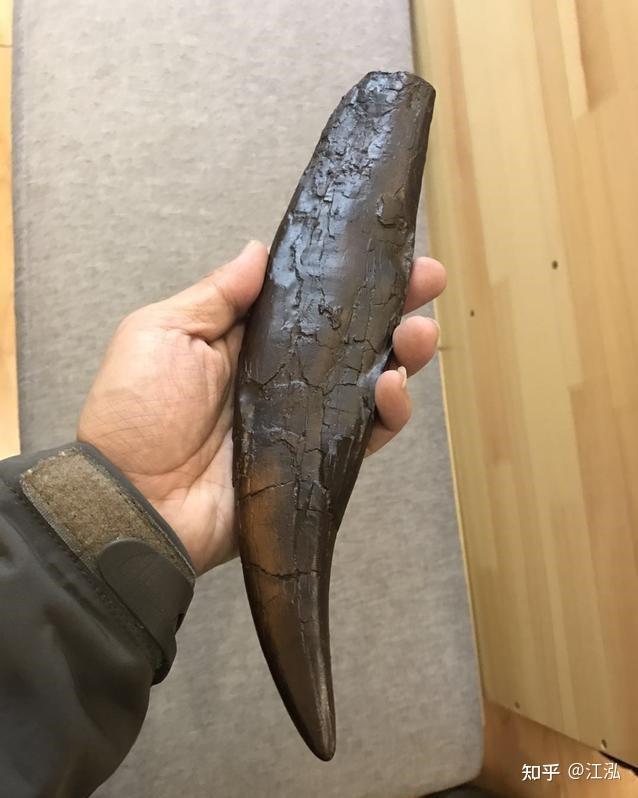 历史上存在很多体型更大更残暴的肉食恐龙，为什么霸王龙最出名？ - 知乎