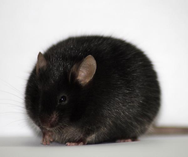 OB/OB MICE（肥胖鼠）—— Ⅱ型糖尿病 - 知乎