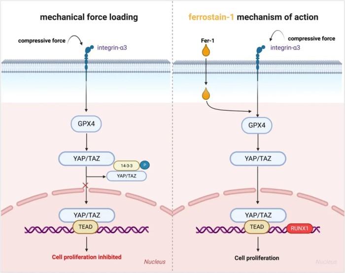 机械应力下 GPX4 介导的骨铁死亡通过 YAP-TEAD 信号通路减少骨形成 - 知乎